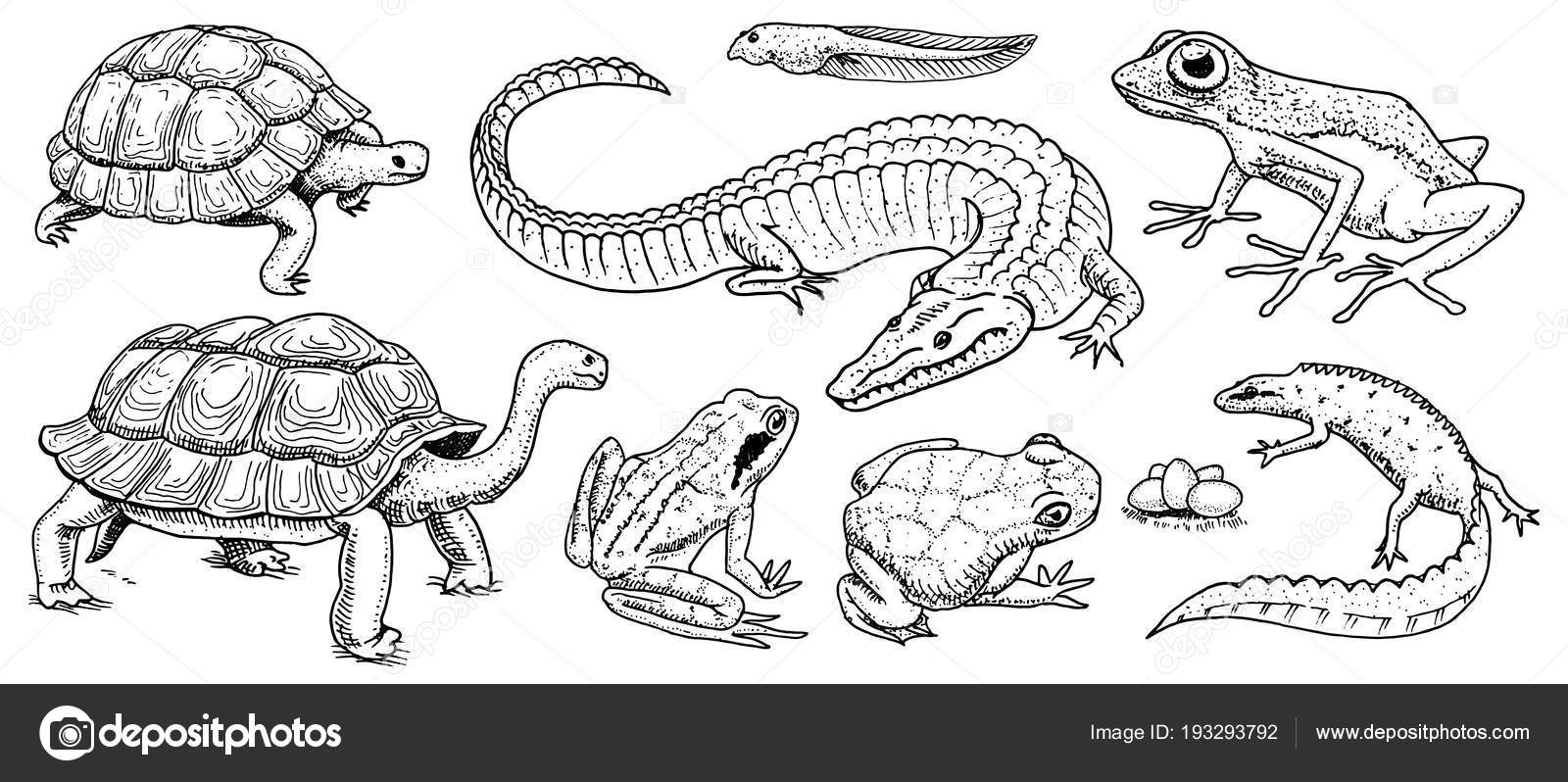 Amphibians And Reptiles Drawings