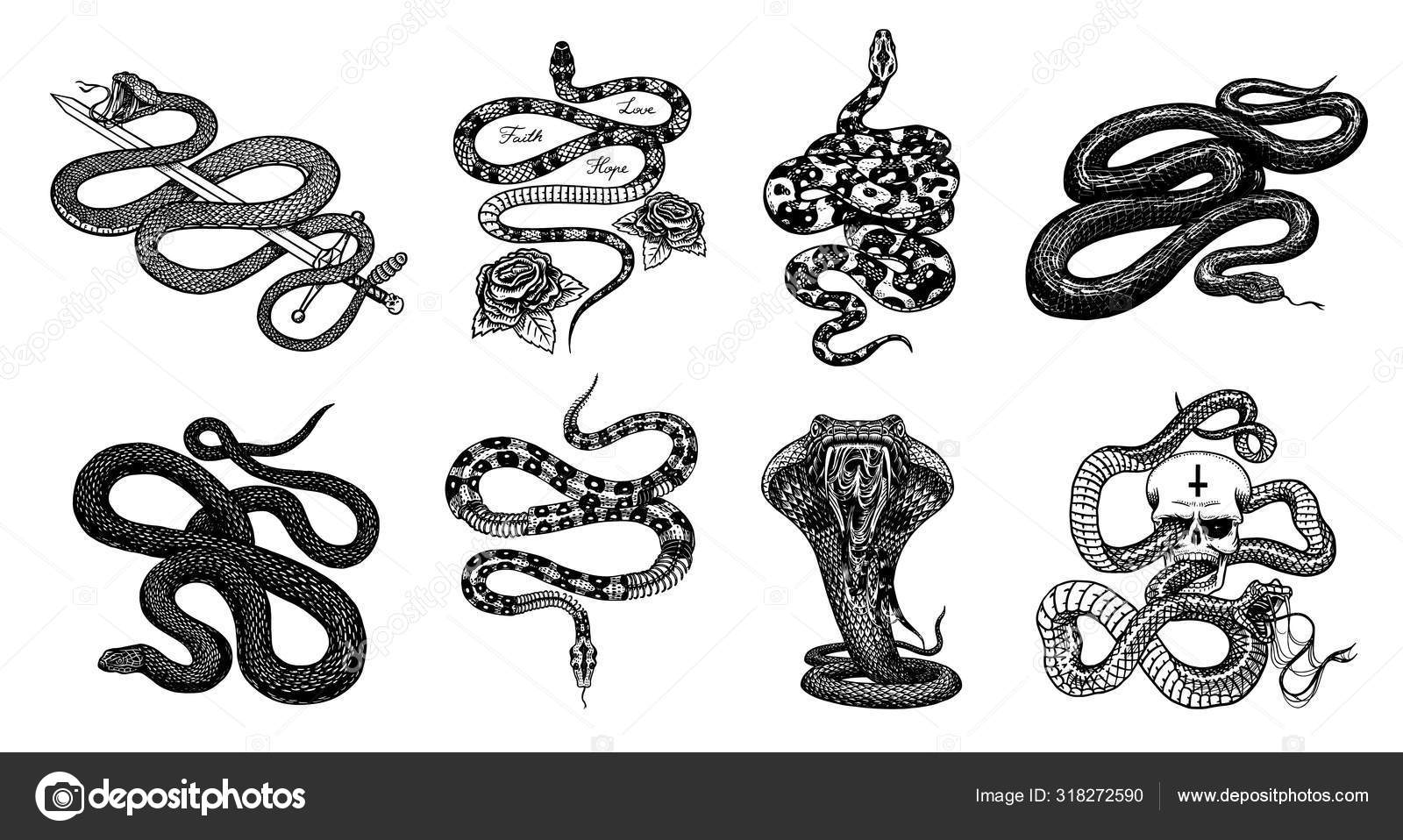 Ball Python Skeleton