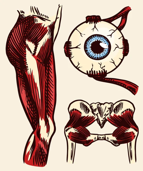 Human thigh muscles Vector Art Stock Images | Depositphotos