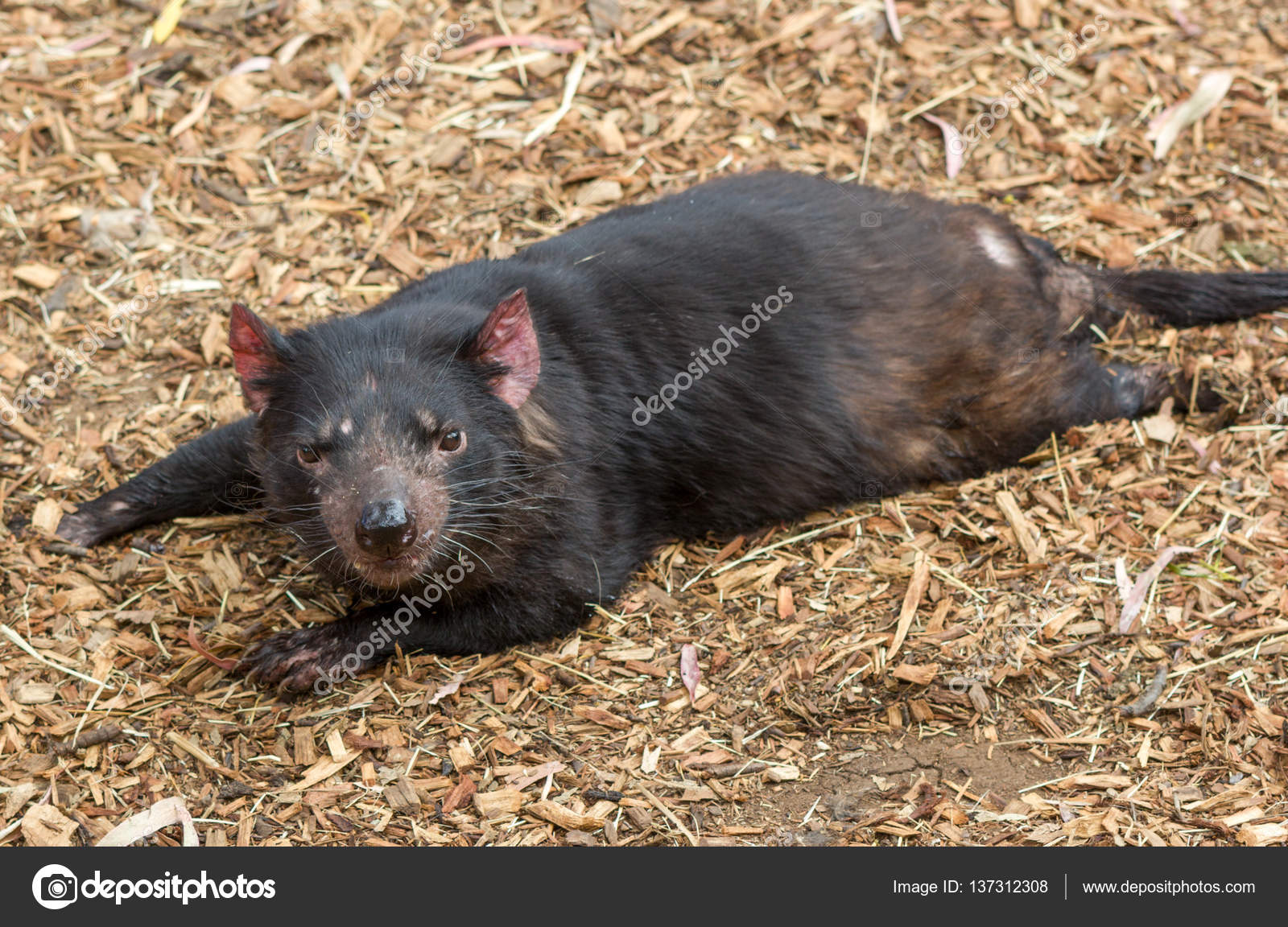 Imagen Del Demonio De Tasmania Descargar