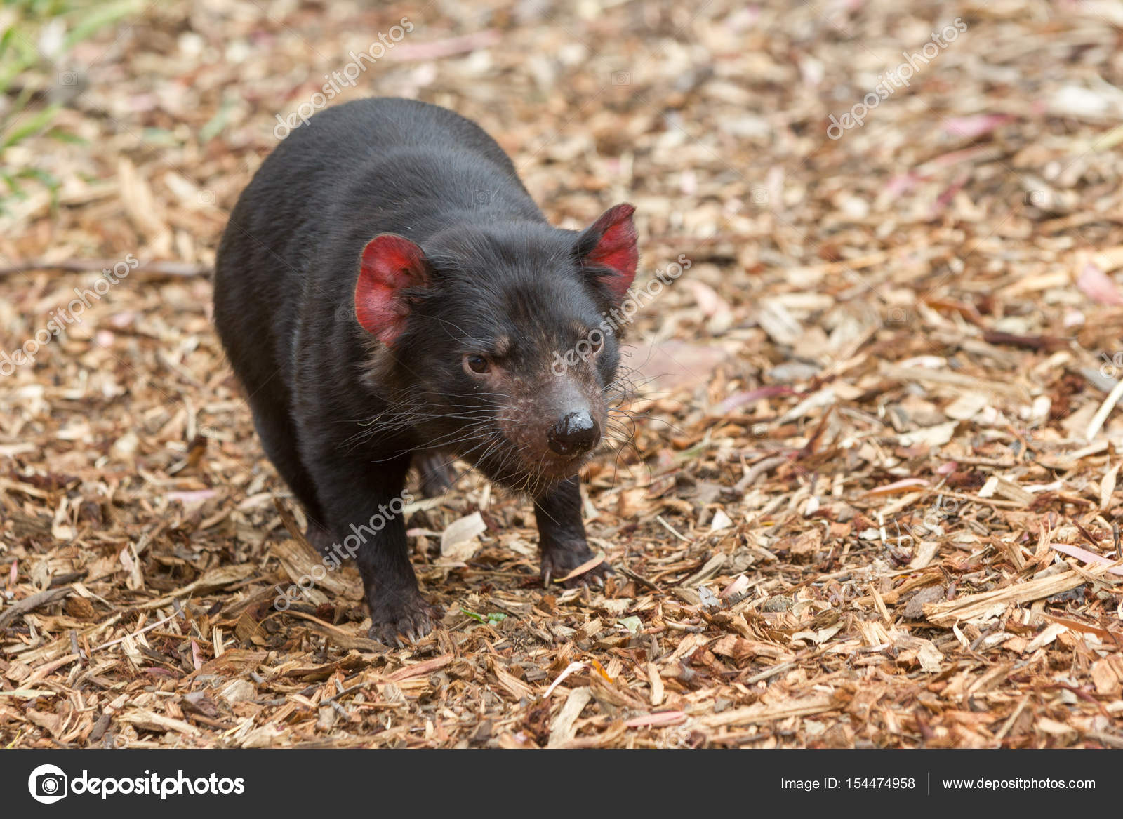 Tasmanian Devil Facts Australian Marsupials Endangered