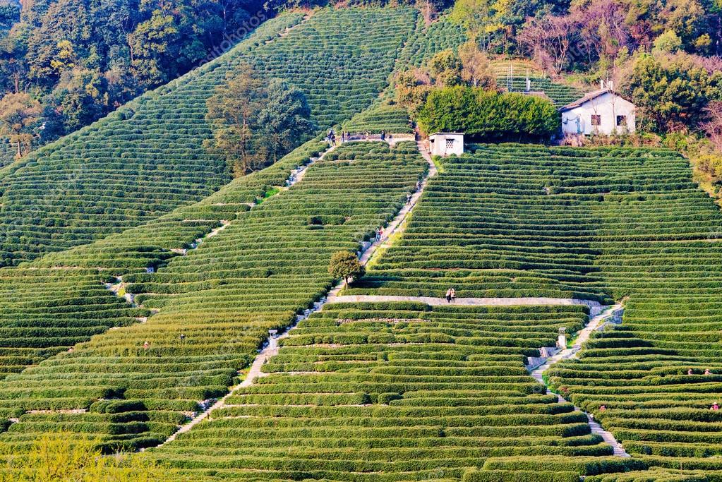 Longjing tea fields mountain ⬇ Stock Photo, Image by © asiastock #127344074