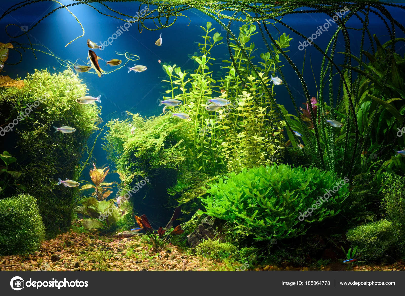 Fresh Water Plants | escapeauthority.com