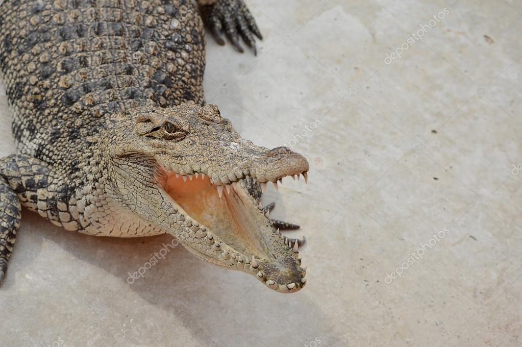 Krokodil Animal
