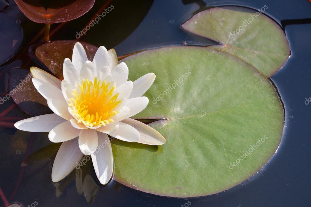 White water lily Stock Photo by ©chuvong 127967732