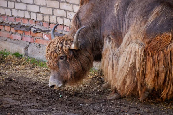 Jak pole Stock Photos, Royalty Free Jak pole Images | Depositphotos