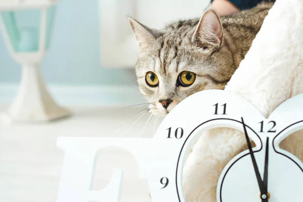 Cat and clock Stock Photos, Royalty Free Cat and clock Images ...