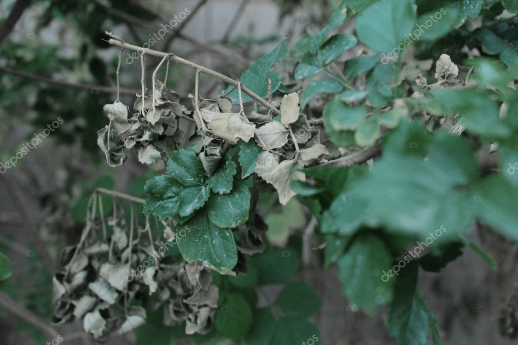 Leafs dried on a bush — Stock Photo © GraceArmijo #127496284