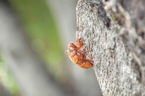 Cicada shell Stock Photos, Royalty Free Cicada shell Images | Depositphotos