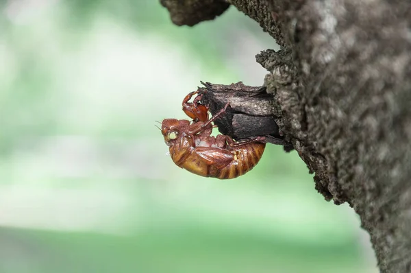 Cicada shell Stock Photos, Royalty Free Cicada shell Images | Depositphotos