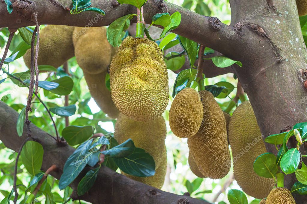 Frutos de jaca en un árbol. También conocido como fruta de Jaca en ...