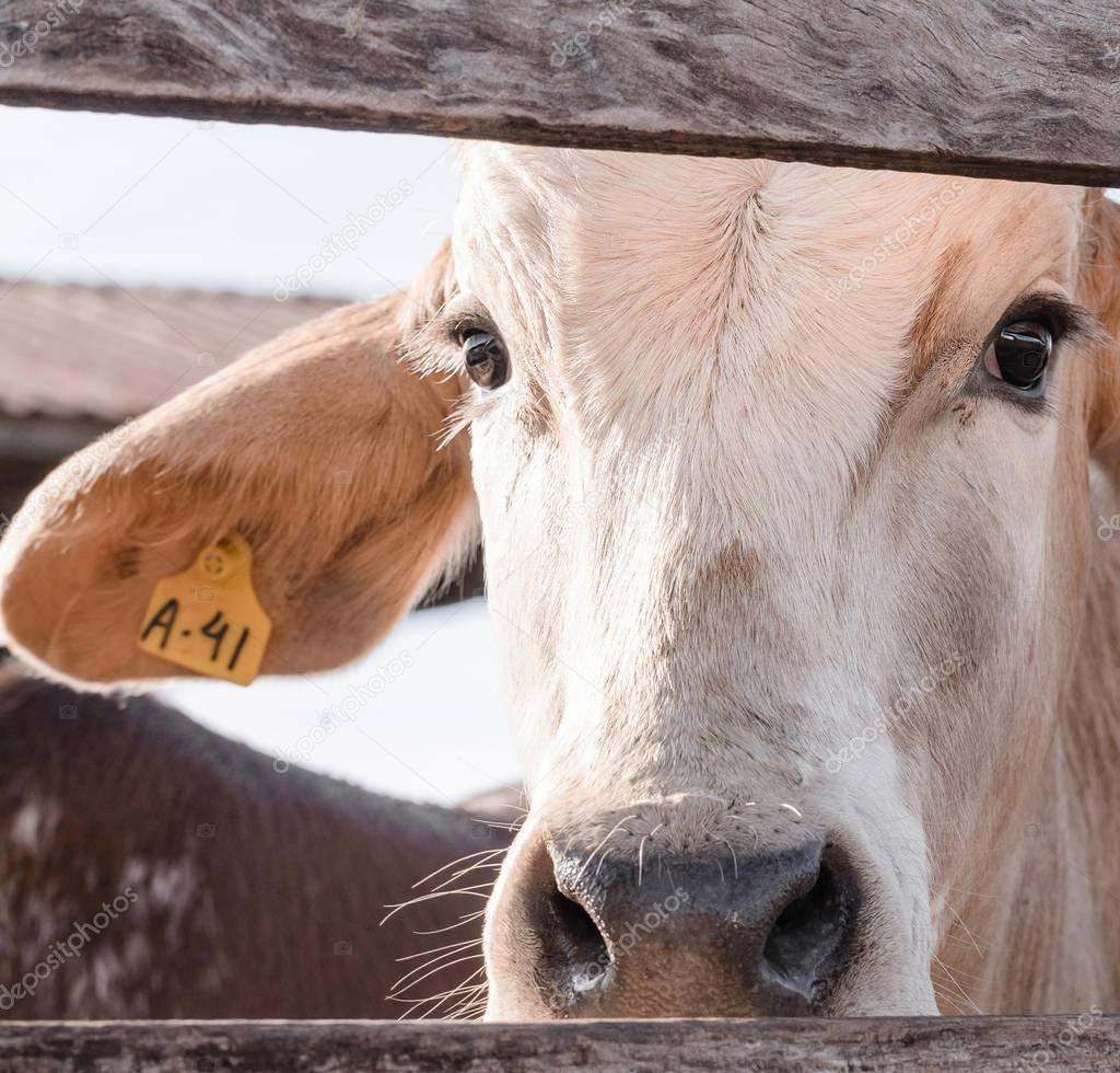 Vaca blanca mirando a través de la valla con un pendiente de ...