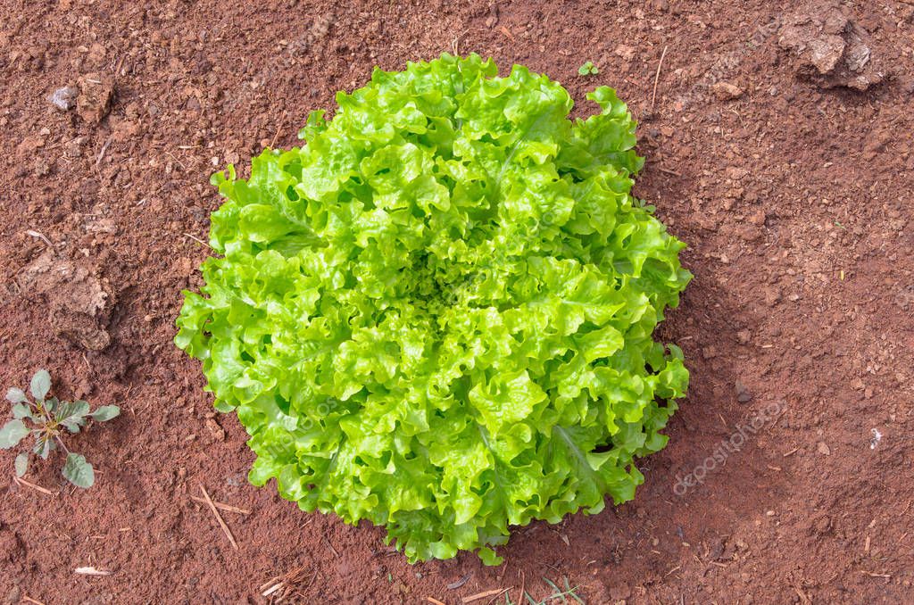 Cabeza de lechuga verde plantada en el suelo de un huerto 2022