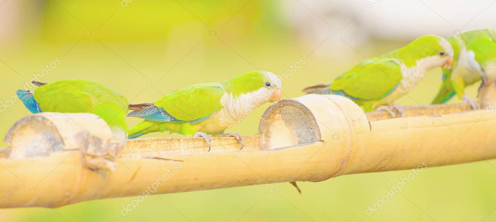 Periquito verde conocido como Caturrita en Brasil. 2024