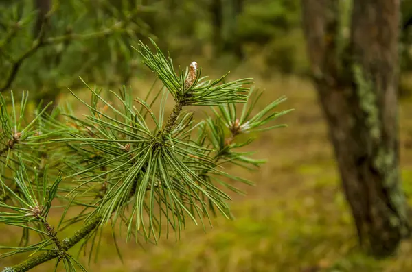 Paisaje con pino Stock Photos, Royalty Free Paisaje con pino Images ...