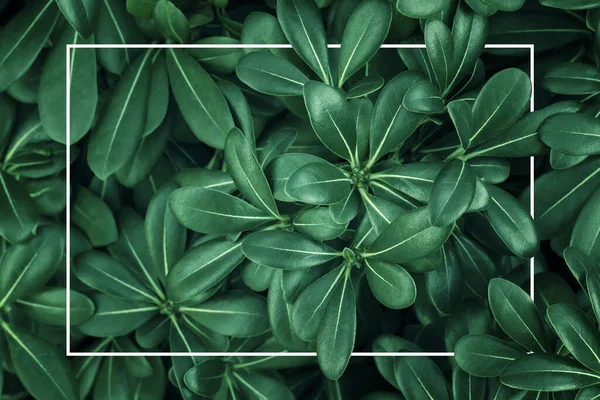 Rectangular bush Stock Photos, Royalty Free Rectangular bush Images ...