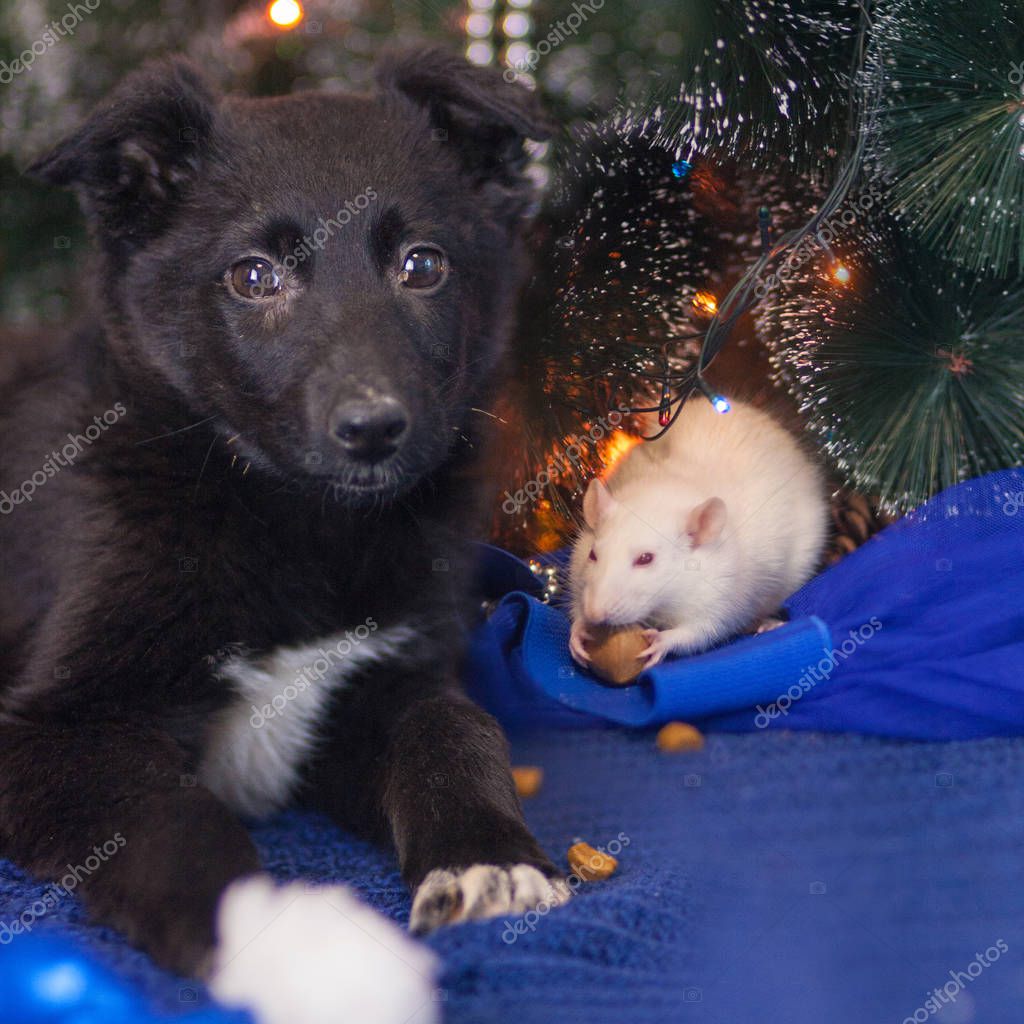 La rata blanca es el símbolo de 2020 y el perro negro 2022