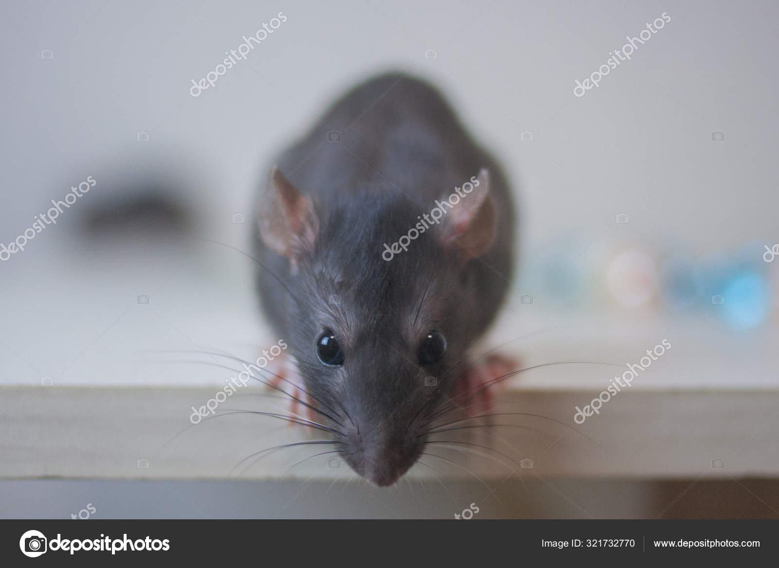 Gray rat on a white background. Muzzle and nose. Looks Stock Photo by ...