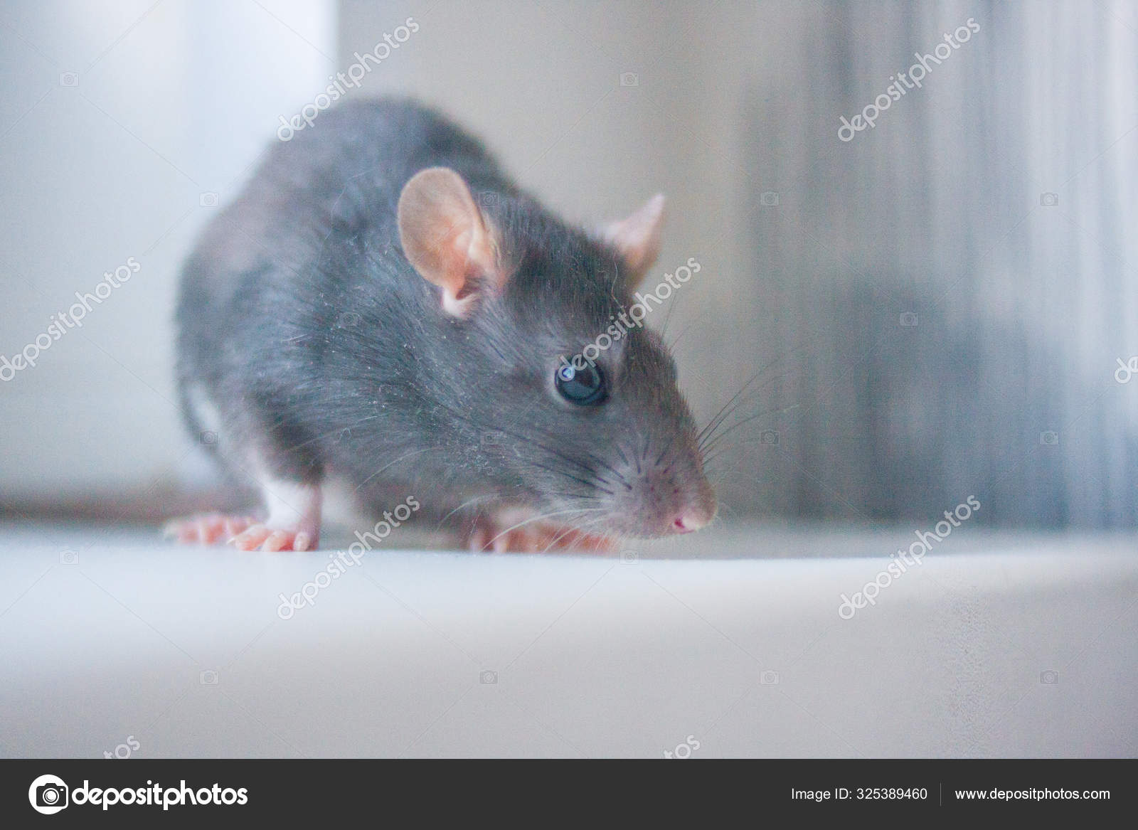 The rat is gray. The mouse is a symbol of the Chinese Asian — Stock ...
