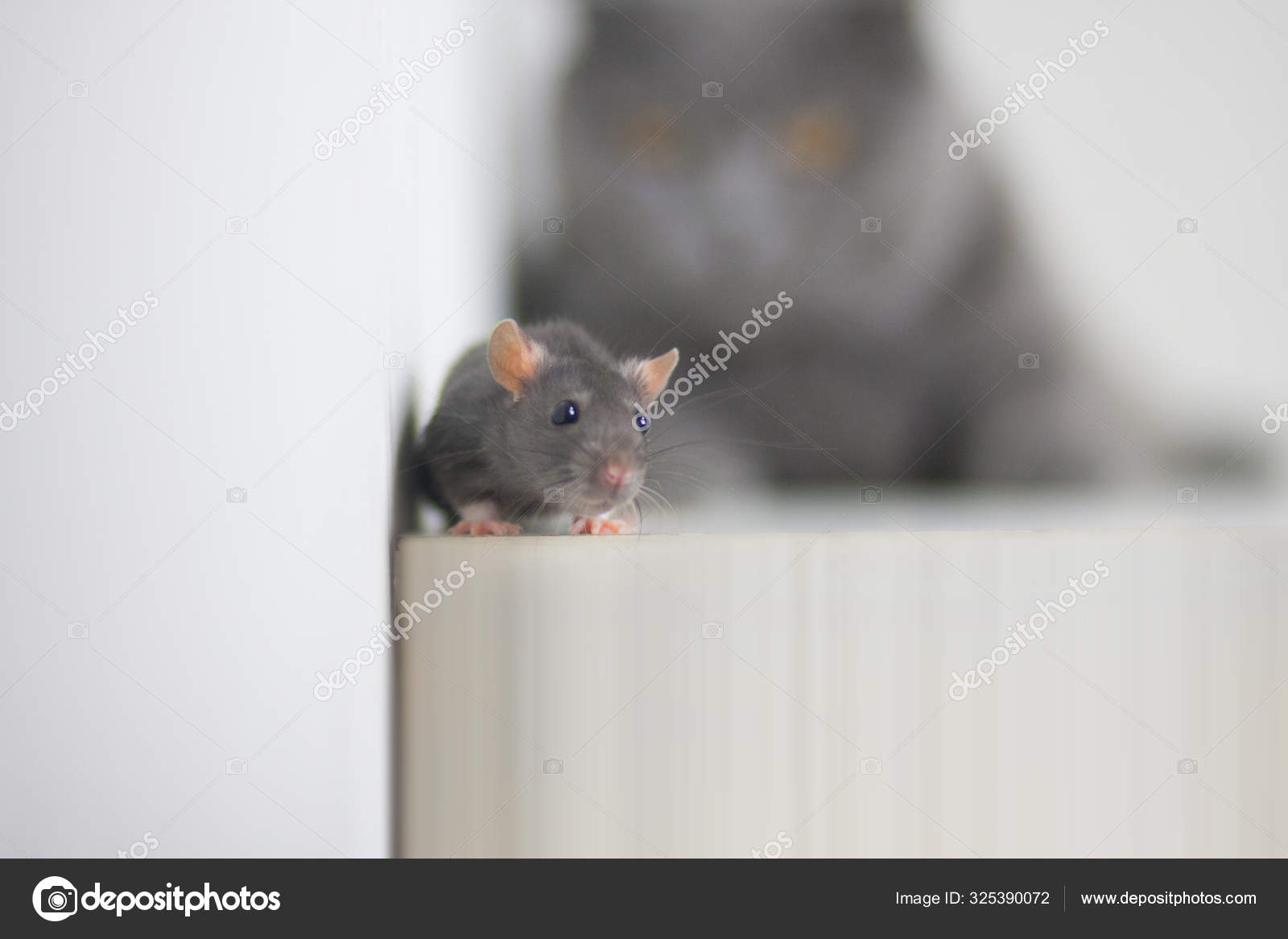 The gray rat and the cat is looking at the back of the head — Stock ...