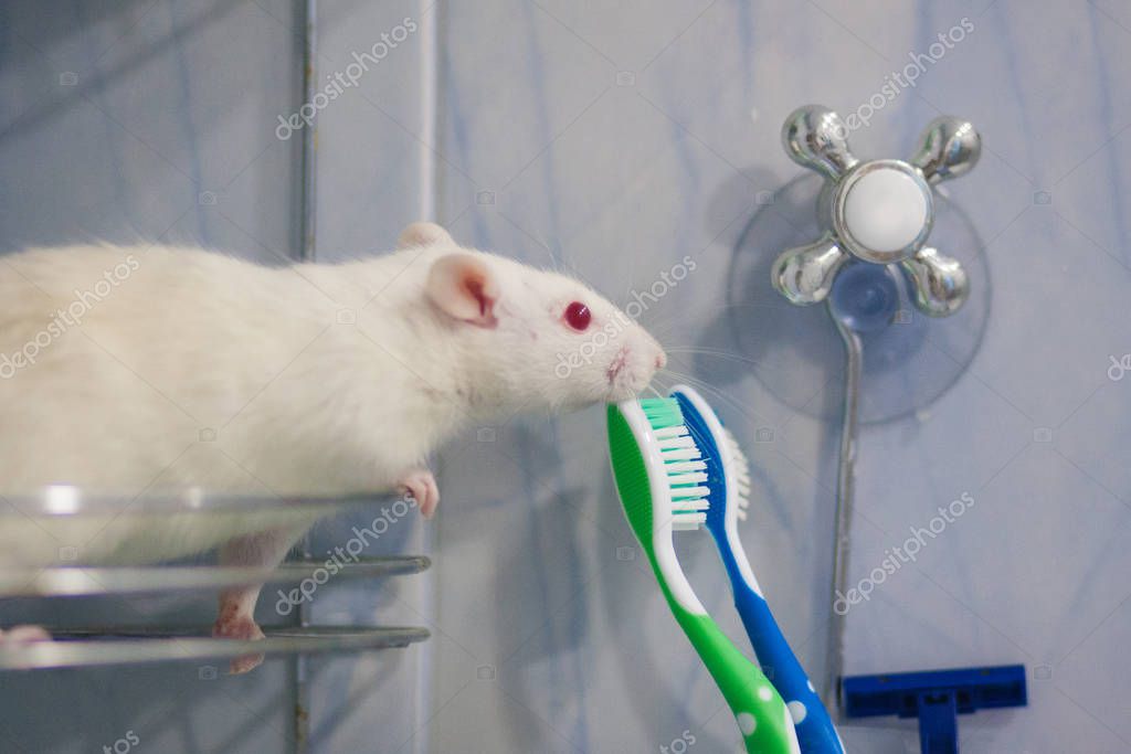 La rata es blanca. Higiene oral. Hada de los dientes. Símbolo de 2020. 2022