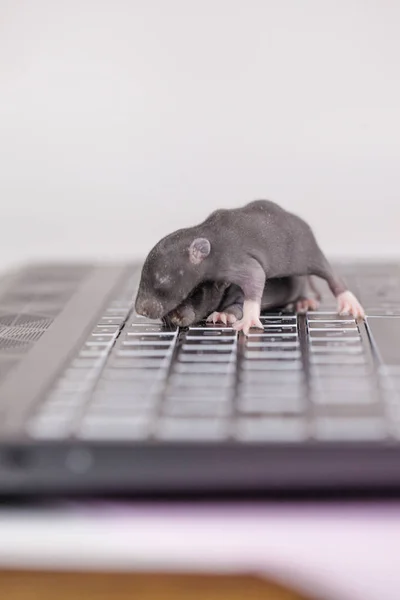 Mice and keyboard Stock Photos, Royalty Free Mice and keyboard Images ...