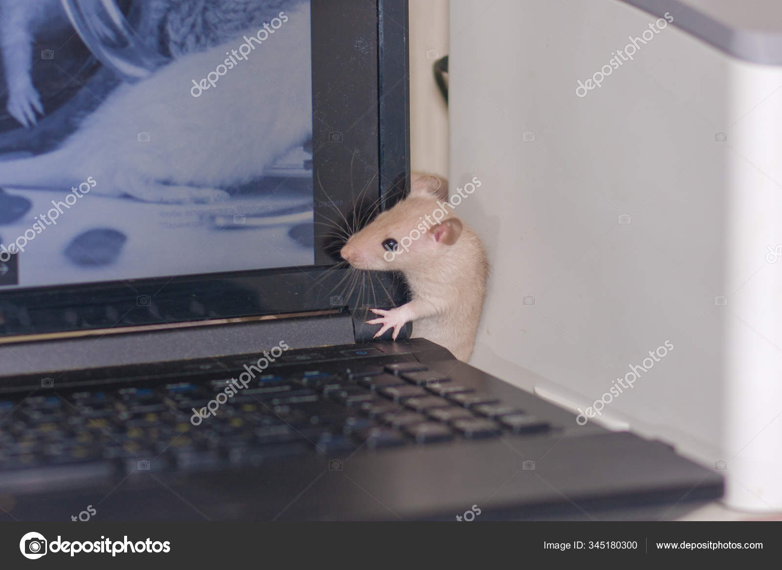 Rat on the computer. Funny mouse climb up and — Stock Photo © xxxenium7 ...