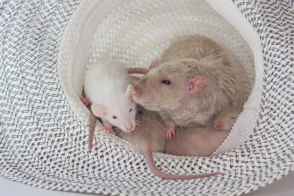 Rat pets Stock Photos, Royalty Free Rat pets Images | Depositphotos