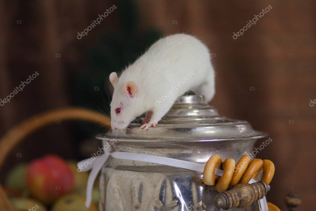 rata blanca en samovar con pan seco redondo. Kalachi y deliciosa cena ...