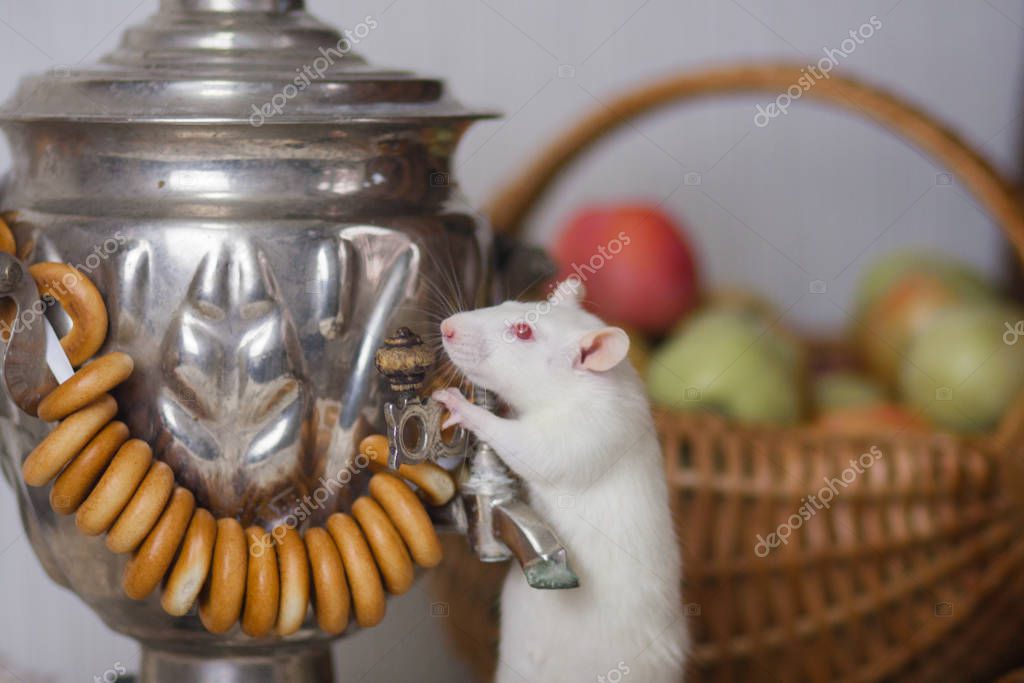 rata blanca en samovar con pan seco redondo. Kalachi y deliciosa cena ...