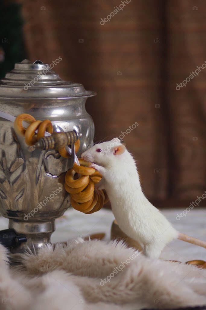 rata blanca en samovar con pan seco redondo. Kalachi y deliciosa cena ...