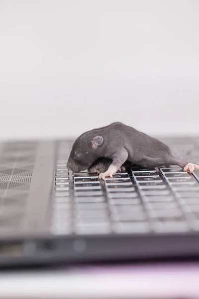 Mice and keyboard Stock Photos, Royalty Free Mice and keyboard Images ...