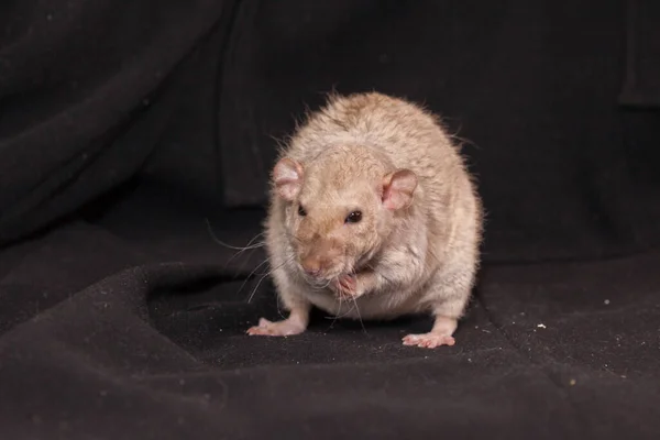 Ex load masha siberian mouse Stock Photos, Royalty Free Ex load masha ...