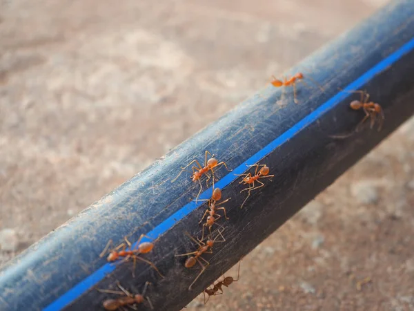 Ants on pipes Stock Photos, Royalty Free Ants on pipes Images ...