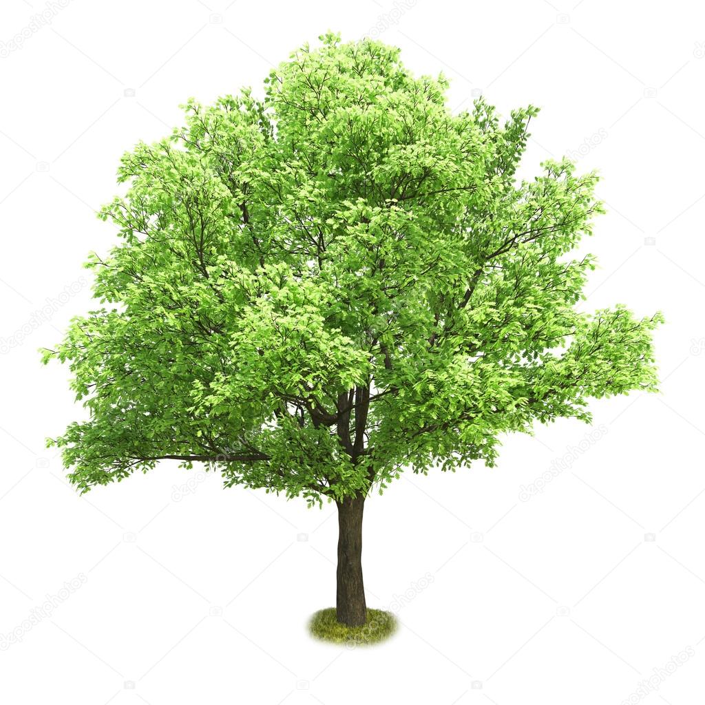 Single tree isolated on white background Stock Photo by ©Studiotan ...