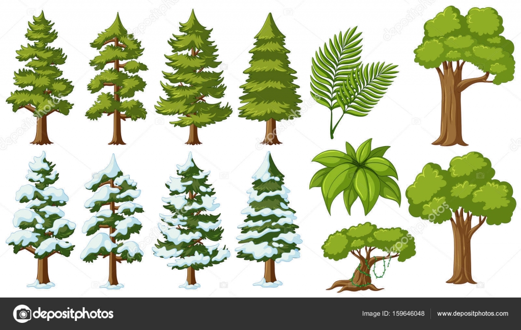Different types of trees Stock Vector by ©brgfx 159646048 Different types of trees Stock Vector by ©brgfx 159646048