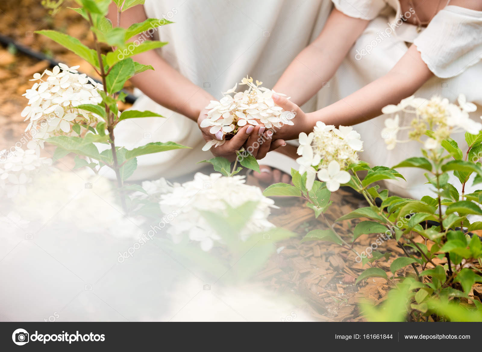 Hands touching blooming flowers — Free Stock Photo © ArturVerkhovetskiy ...