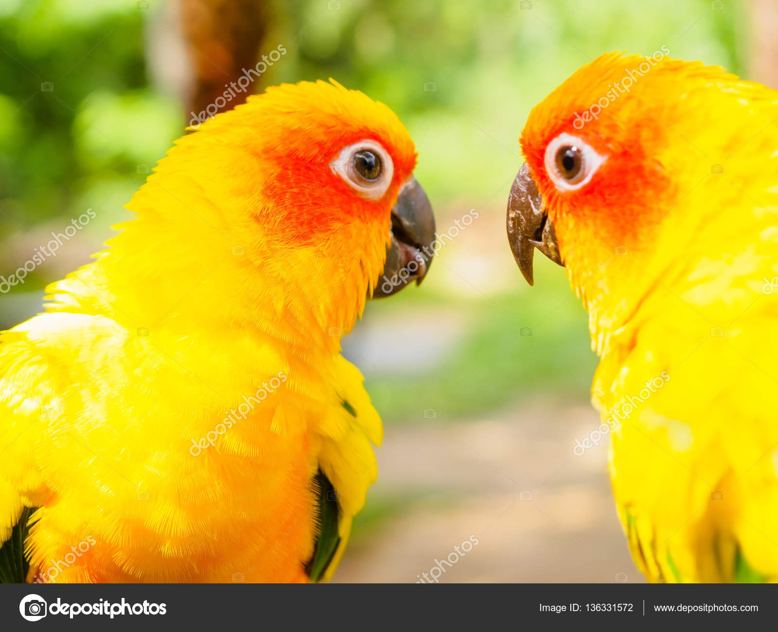 Cute Yellow Parakeets