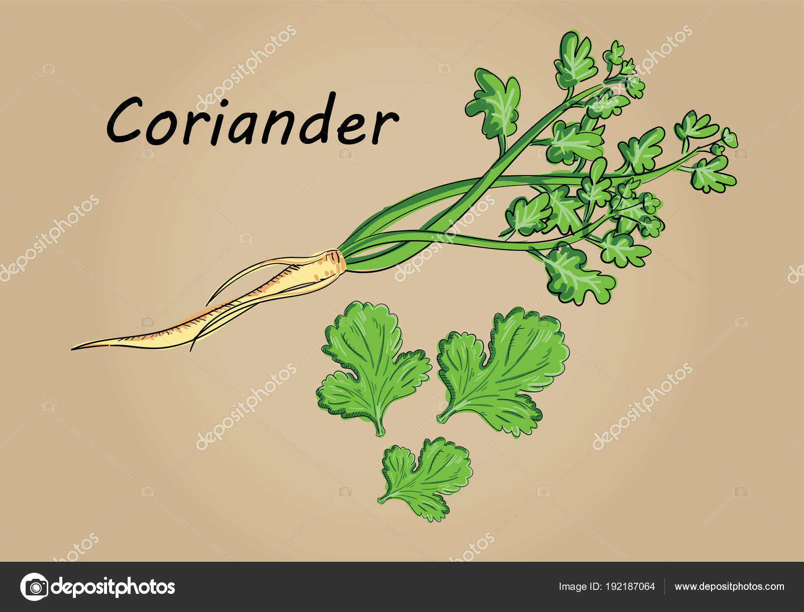 Hand Drawing Illustration Vector Coriander Each Part Isolated Can ...
