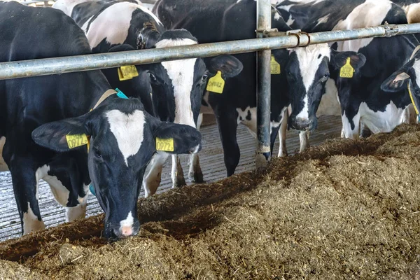 Dairy cows in free livestock stall - Stock Image - Everypixel