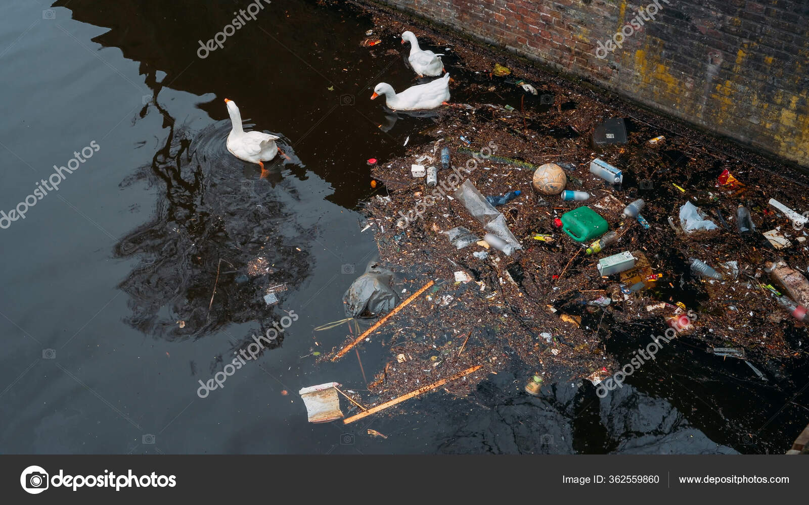 Amsterdam city trash and plastic bottles in water canal and white swans ...