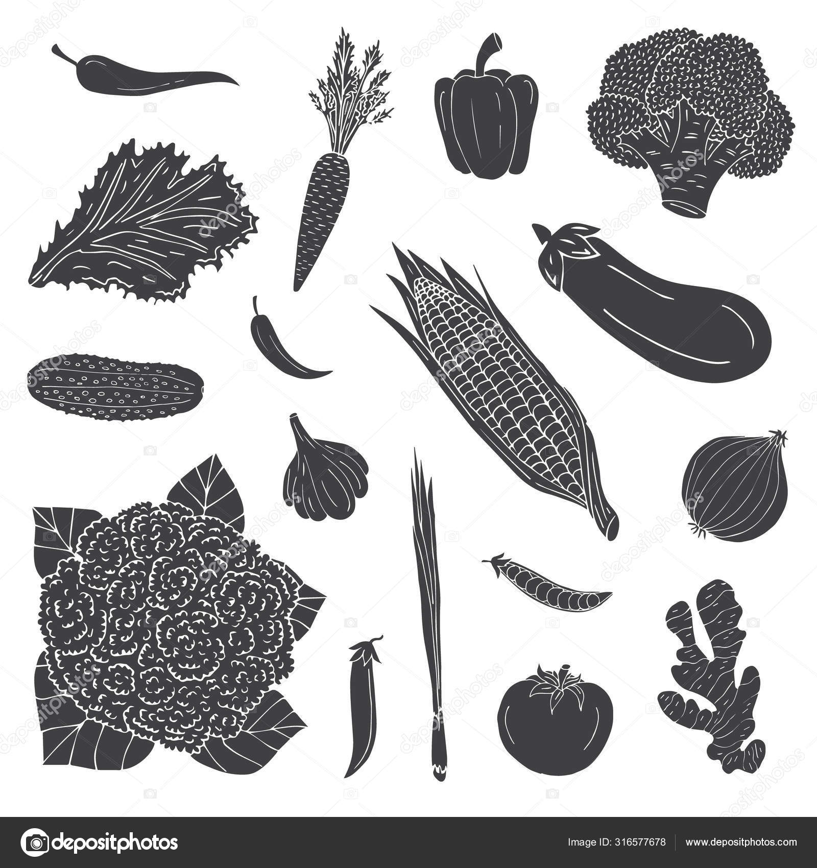 Vector Hand Drawn Set Bundle Black Sketch Doodle Vegetables Isolated ...