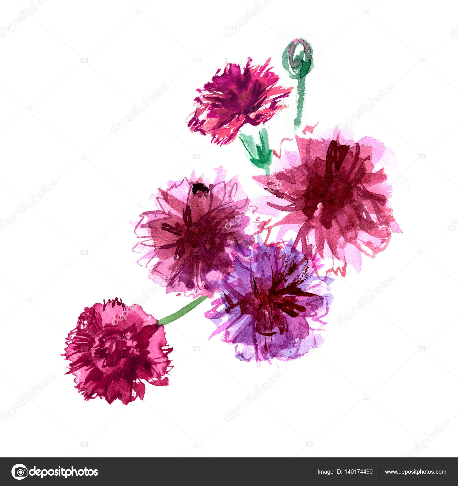 Watercolor hand painted carnations isolated — Stock Photo © efremova ...