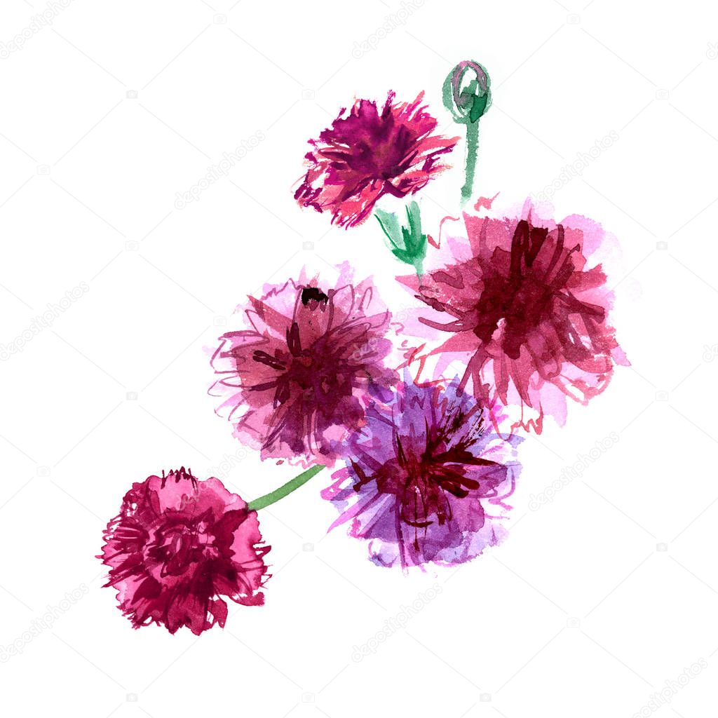 Watercolor hand painted carnations isolated — Stock Photo © efremova ...