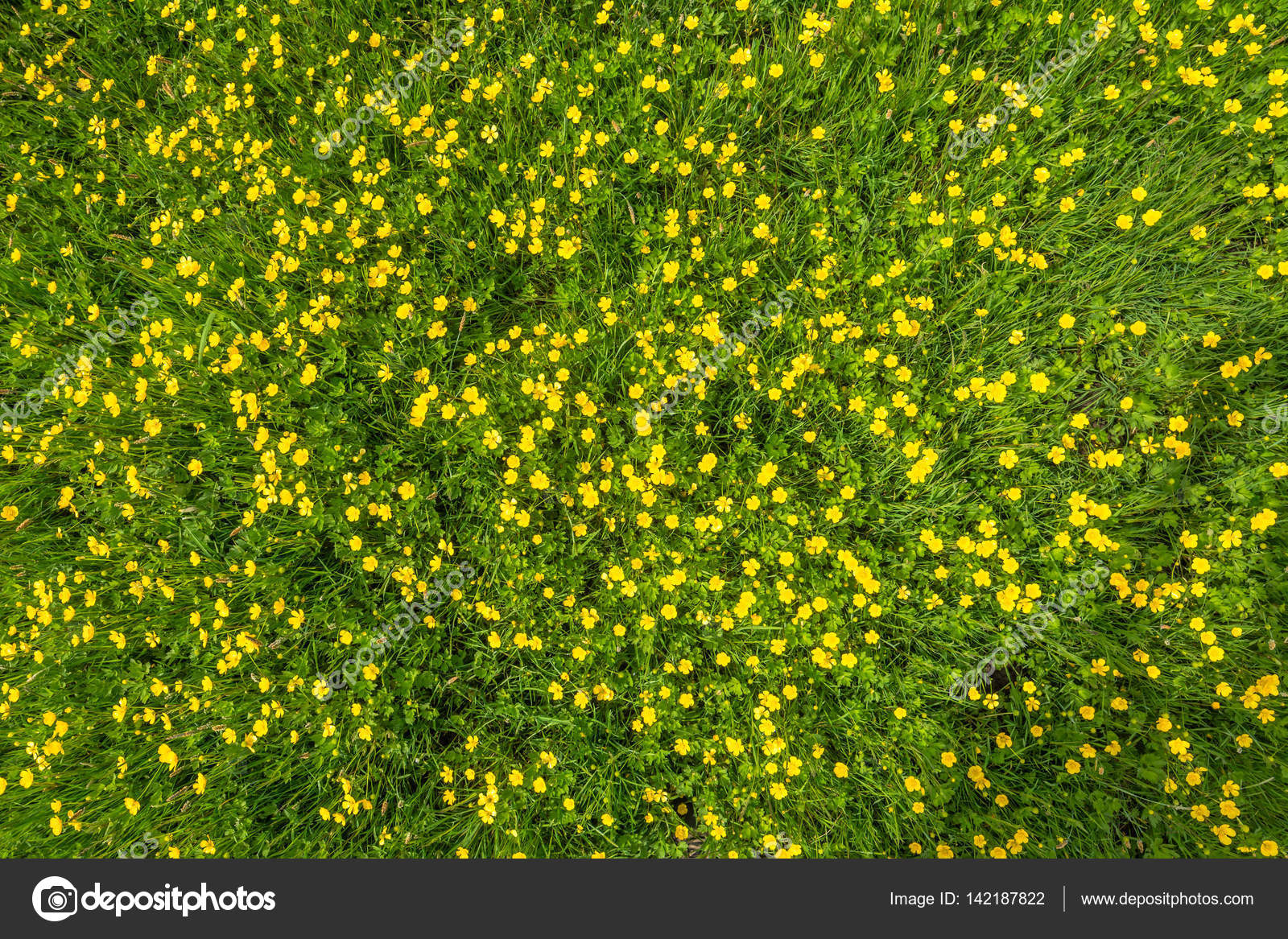 Flower Bush Texture