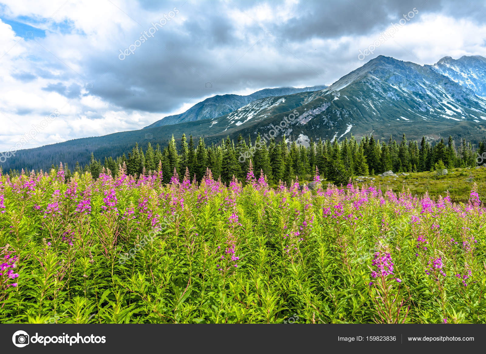 mountains and flowers