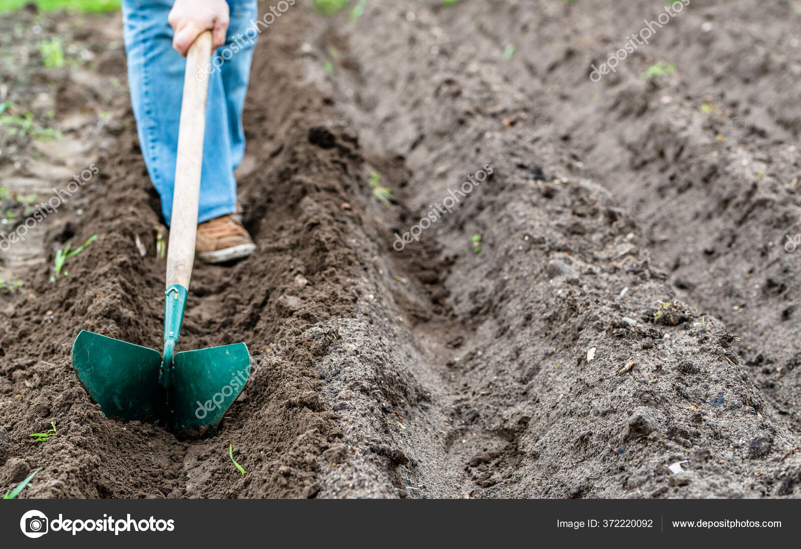Farmer Field Working Hoe Preparing Rows Planting Potato Seeds Organic — Stock Photo © alicjane ...