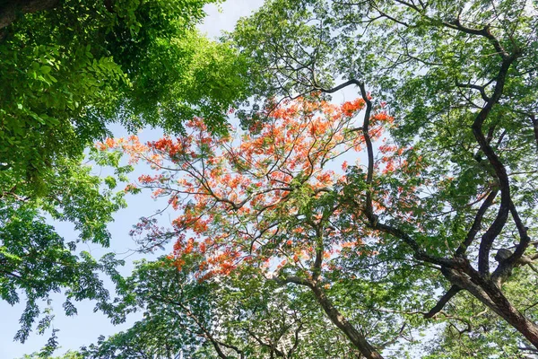 Dapdap Stock Photos, Royalty Free Dapdap Images | Depositphotos