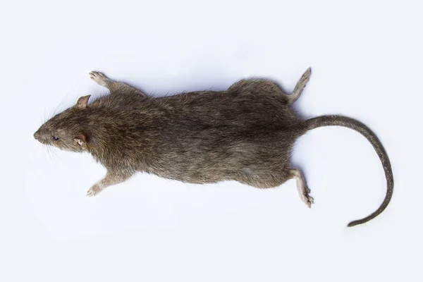 Dead rat Stock Photos, Royalty Free Dead rat Images | Depositphotos