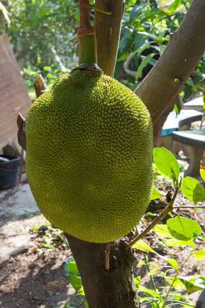 Jackfruit tree Stock Photos, Royalty Free Jackfruit tree Images ...